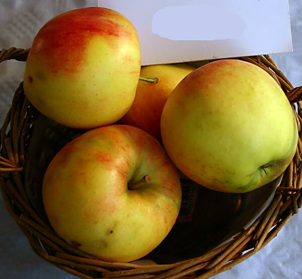 Apfel – KiwiThek