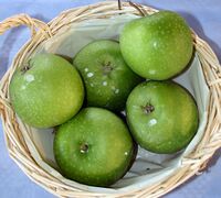 Apfel – KiwiThek