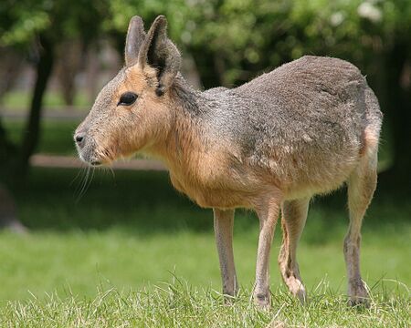 Meerschweinchen – KiwiThek