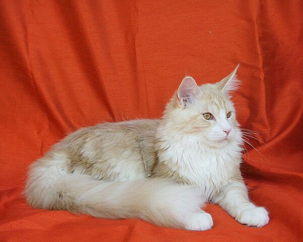 Tierhandlung – KiwiThek