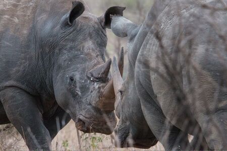 Nashorn – KiwiThek