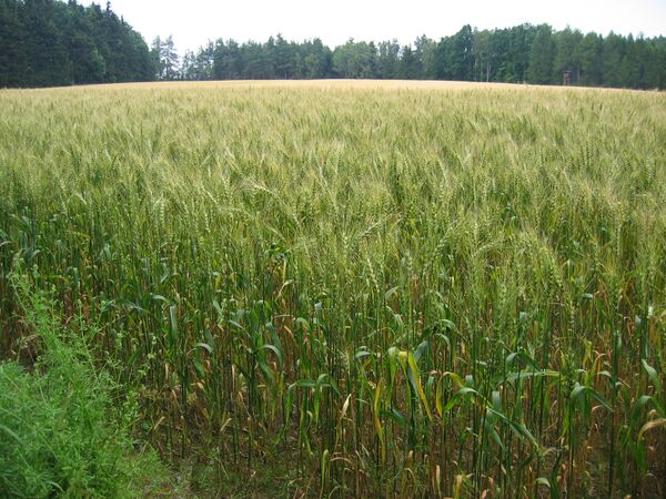 Getreide/einfach – KiwiThek