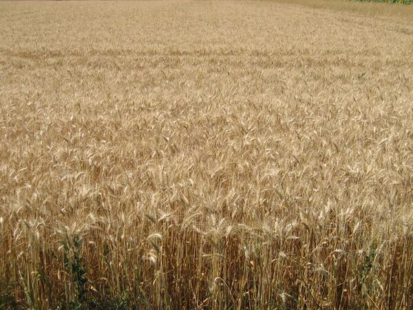 Vom Korn zum Mehl – KiwiThek