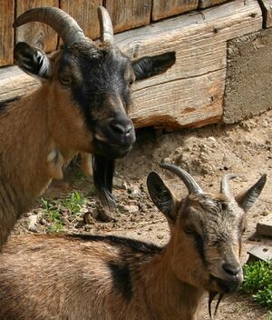 Hausziege – KiwiThek